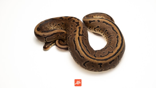 Pinstripe Leopard DH Sunset PIed Ball Python by Nixon Reptiles