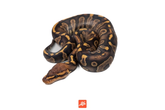 Super Chocolate DH Ultramel Clown Ball Python by Nixon Reptiles