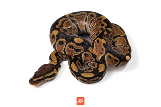 DH Clown Ultramel Ball Python by Nixon Reptiles