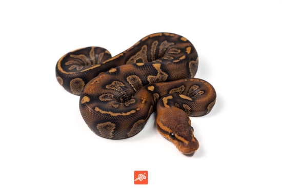 Super Chocolate DH Ultramel Clown Ball Python by Nixon Reptiles