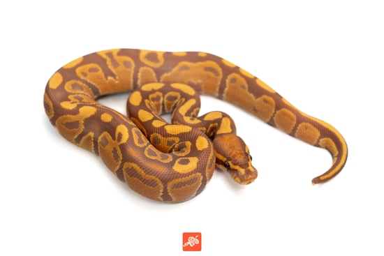 Ultramel Het Sunset Ball Python by Nixon Reptiles