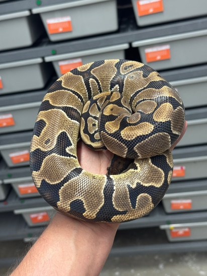 Dh Sunset Pied Ball Python by Nixon Reptiles