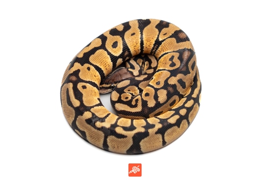 Pastel DH Ultramel Puzzle Ball Python by Nixon Reptiles