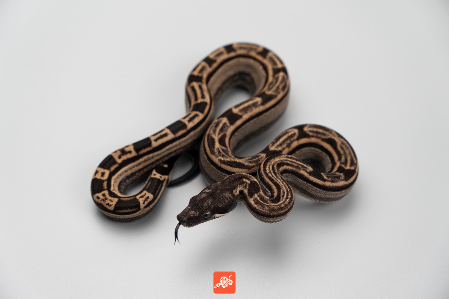 Motley Arabesque het Albino