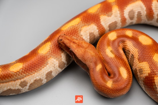 T+ Stripe Cherry Bomb Blood Python by Nixon Reptiles