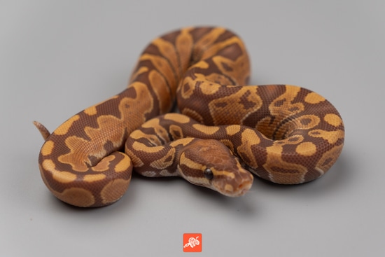 Ultramel DH Monsoon Pied Ball Python by Nixon Reptiles