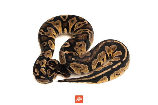 486g Pastel Blackhead Het Sunset Ball Python by Nixon Reptiles
