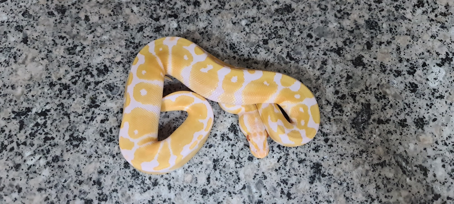 Sunglow Ball Python by Bnr Reptiles - MorphMarket