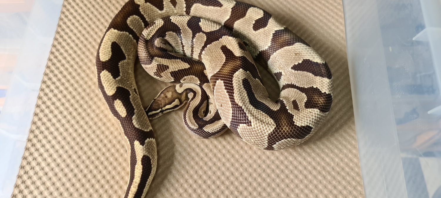 Od Fire Het Pied Ball Python by Bnr Reptiles - MorphMarket