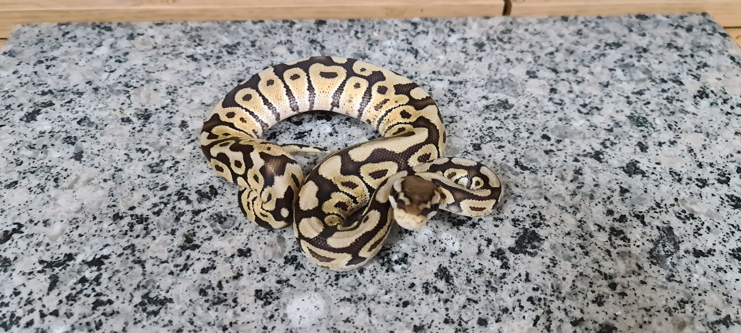 Pastel Mojave Woma Pos Het Albino Ball Python by Bnr Reptiles - MorphMarket