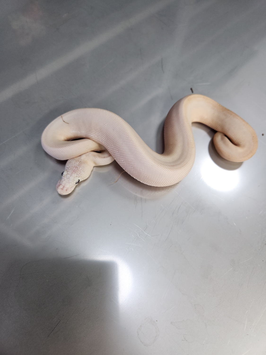 2023 Female Blue Eyed Lucy Het Pied Pos Het Caramel Ball Python by Bnr ...