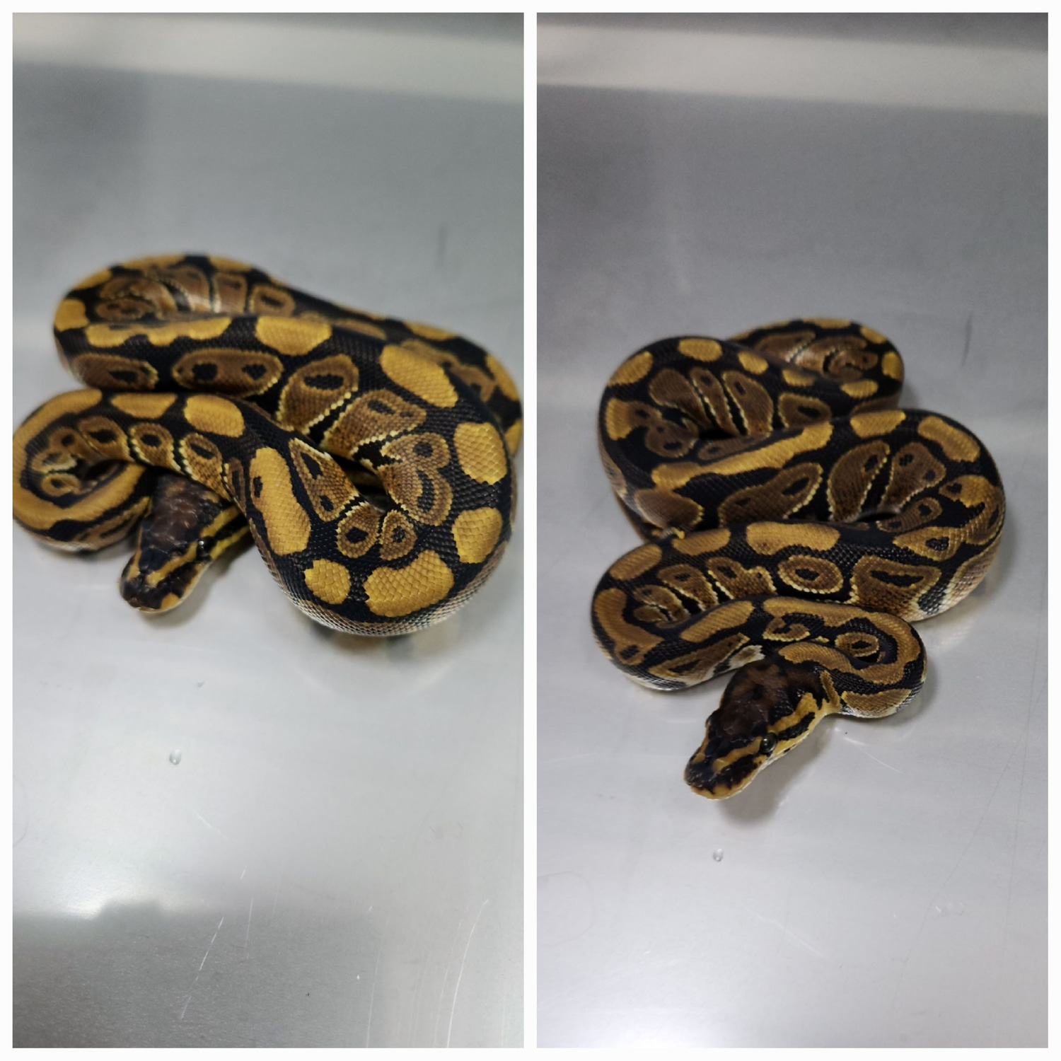 Pair Of Classic Het Albino Clown Pos Het Ghost Ball Python by Bnr ...