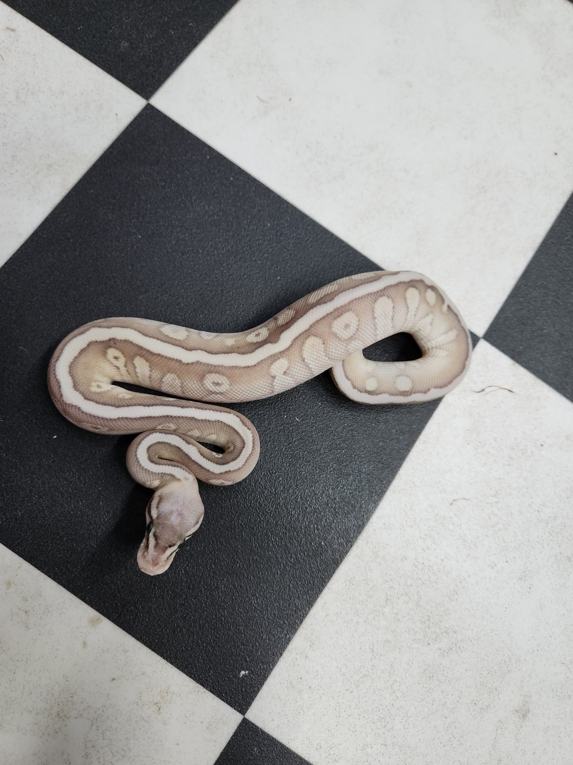Pastel Leopard Phantom Hgw Granite Het Albino Pos Het Ghost Ball Python by Bnr Reptiles ...