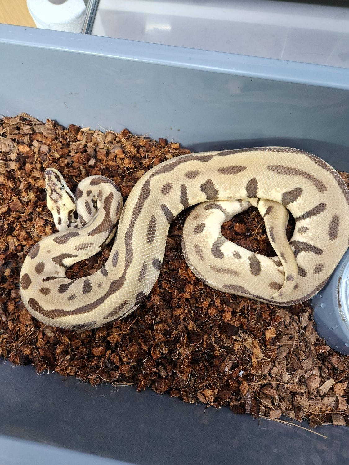 Cb20 Male Pastel Leopard Enchi Mojave Woma Pos Het Albino Ball Python ...