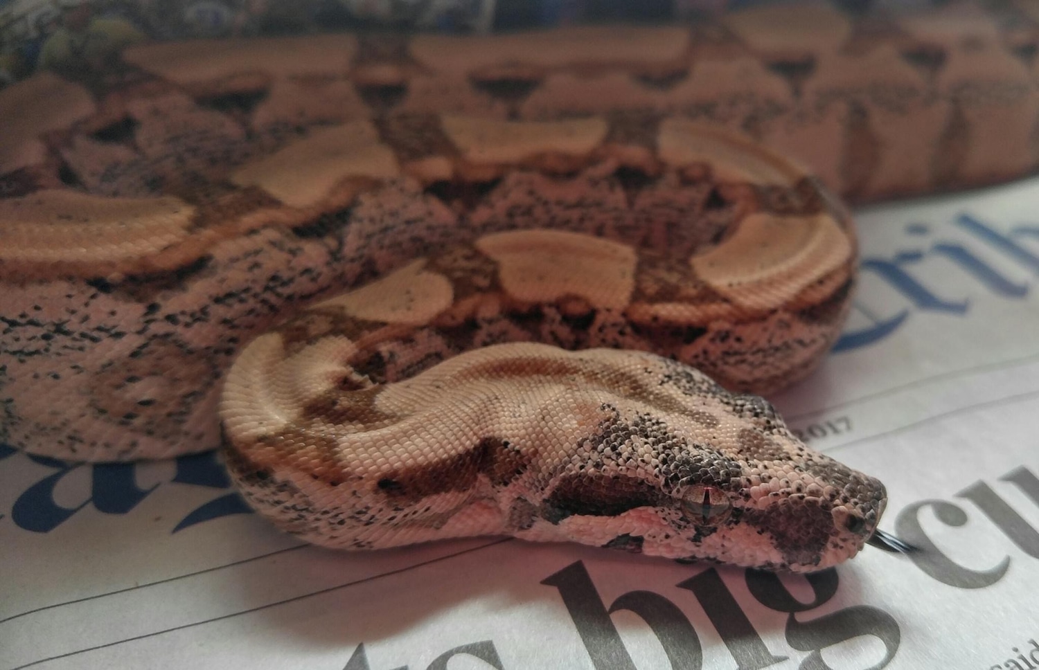 OT Hypo Pastel Dream Arabesque Boa Constrictor by Boa Aficionado ...