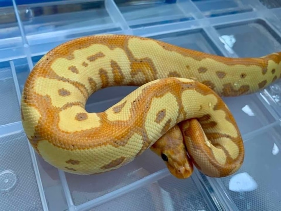Banana YB Clown Ball Python by Boa Aficionado Retiles