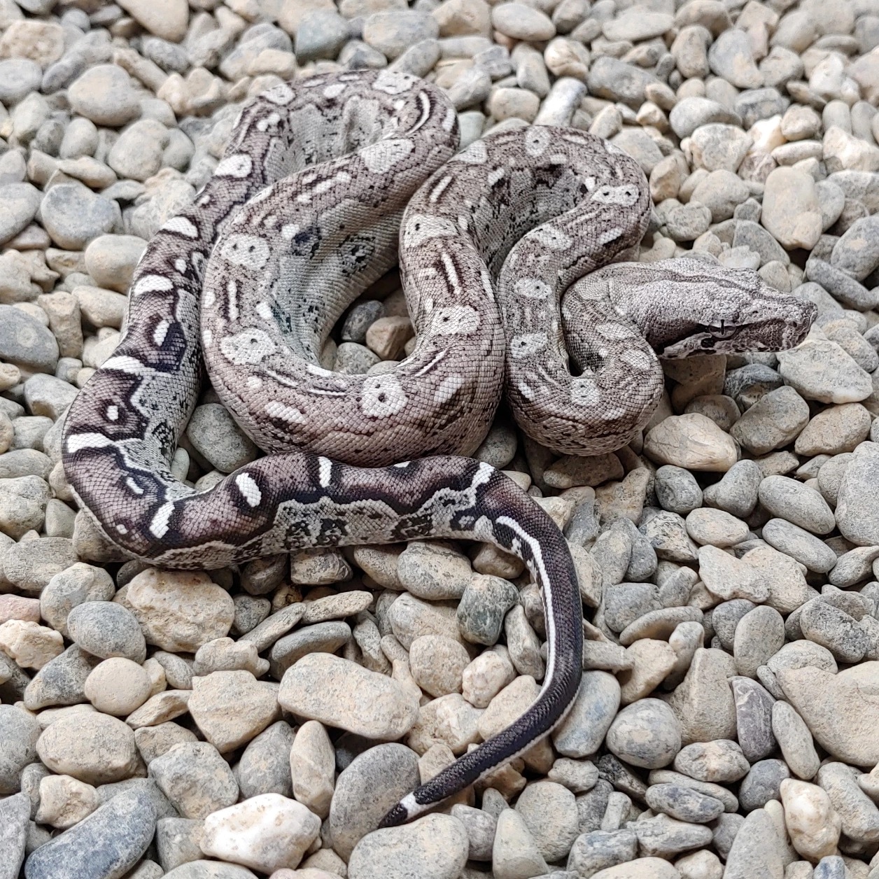 Anery Aztec 66% Het. VPI T Boa Constrictor by Boa Bravado - MorphMarket