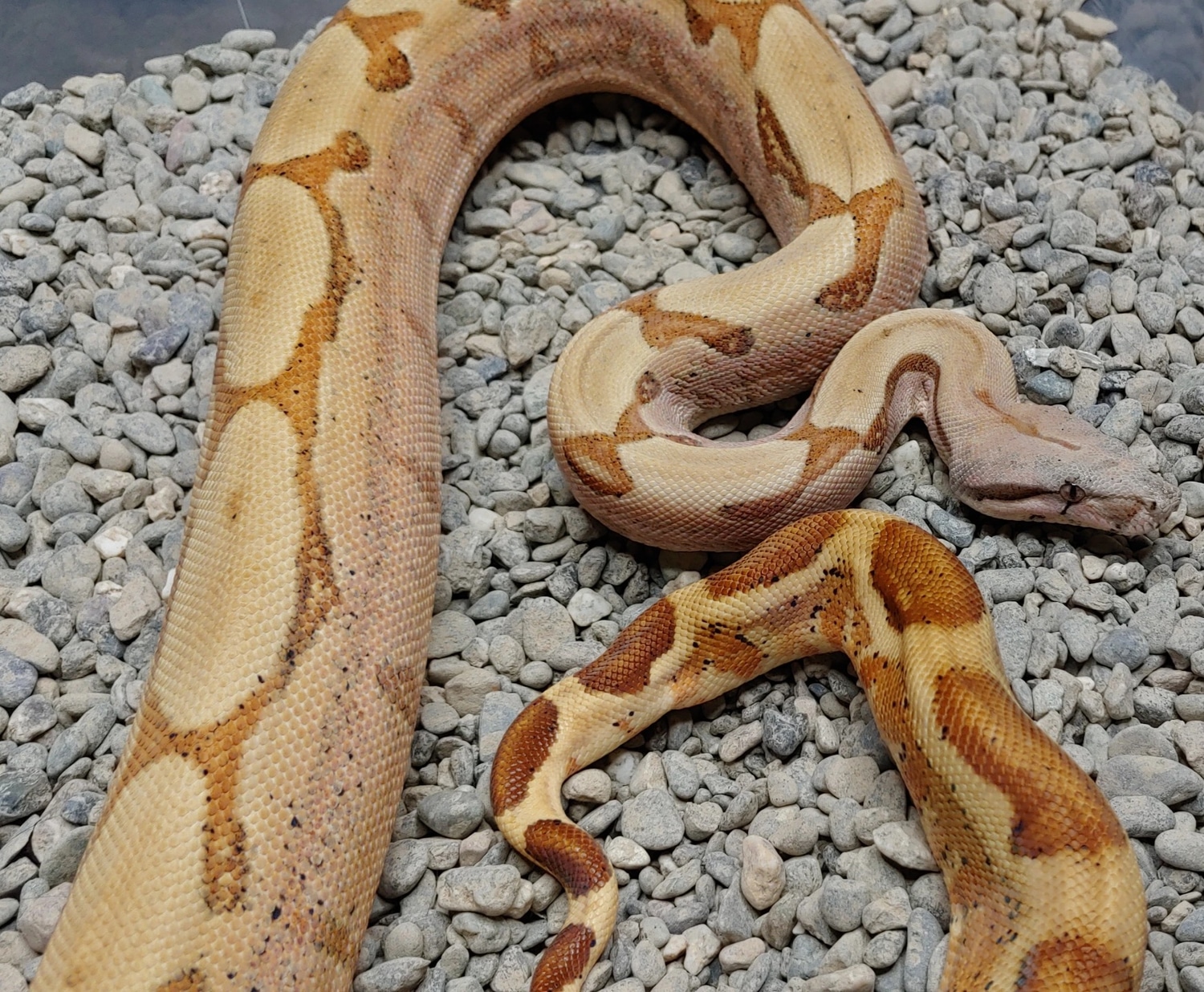 Hypo Het Albino, Poss Het Blood Boa Constrictor by Boa Bravado ...