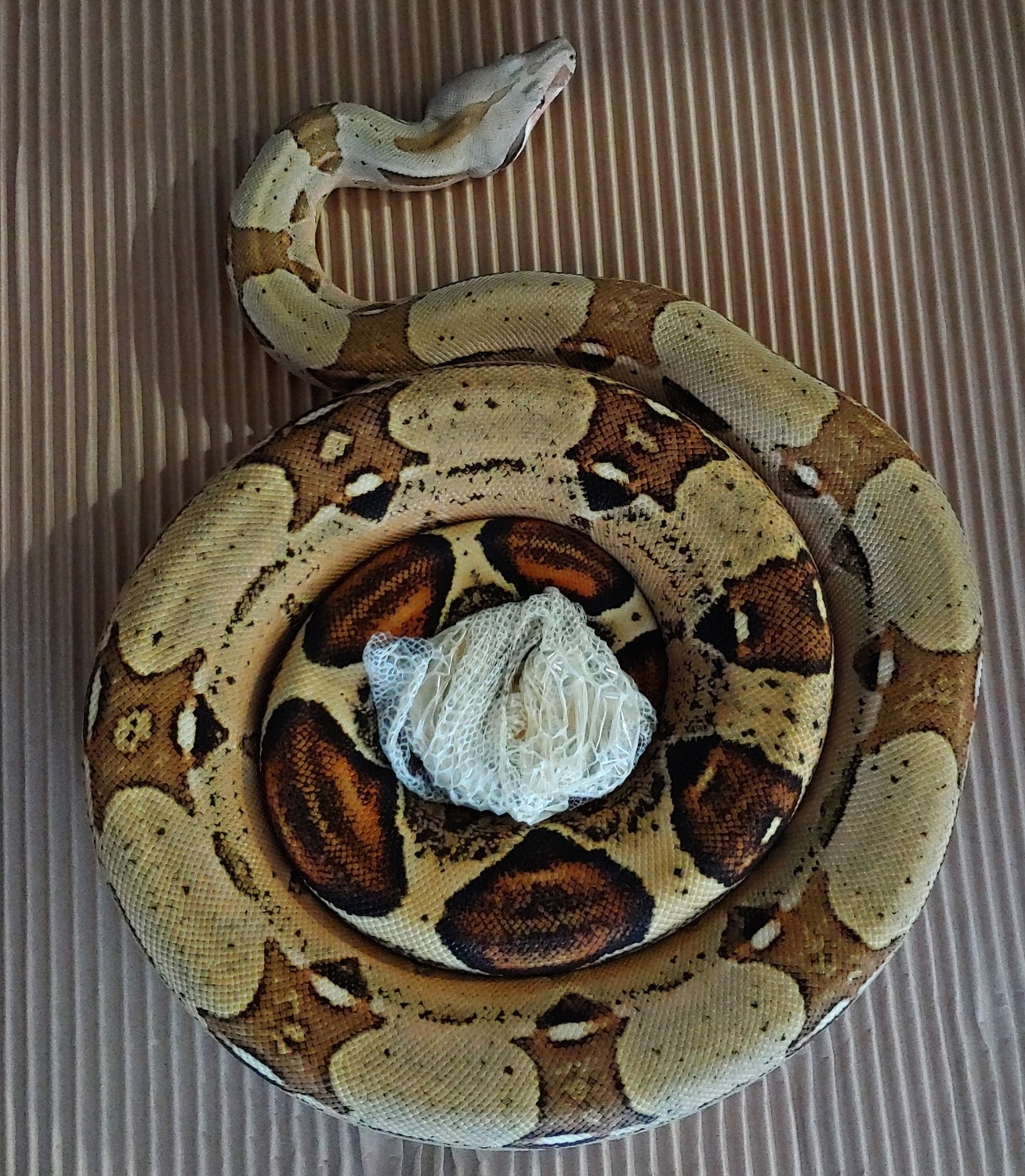 Pastel Het VPI T+(Spicy) Boa Constrictor by Boa Bravado - MorphMarket