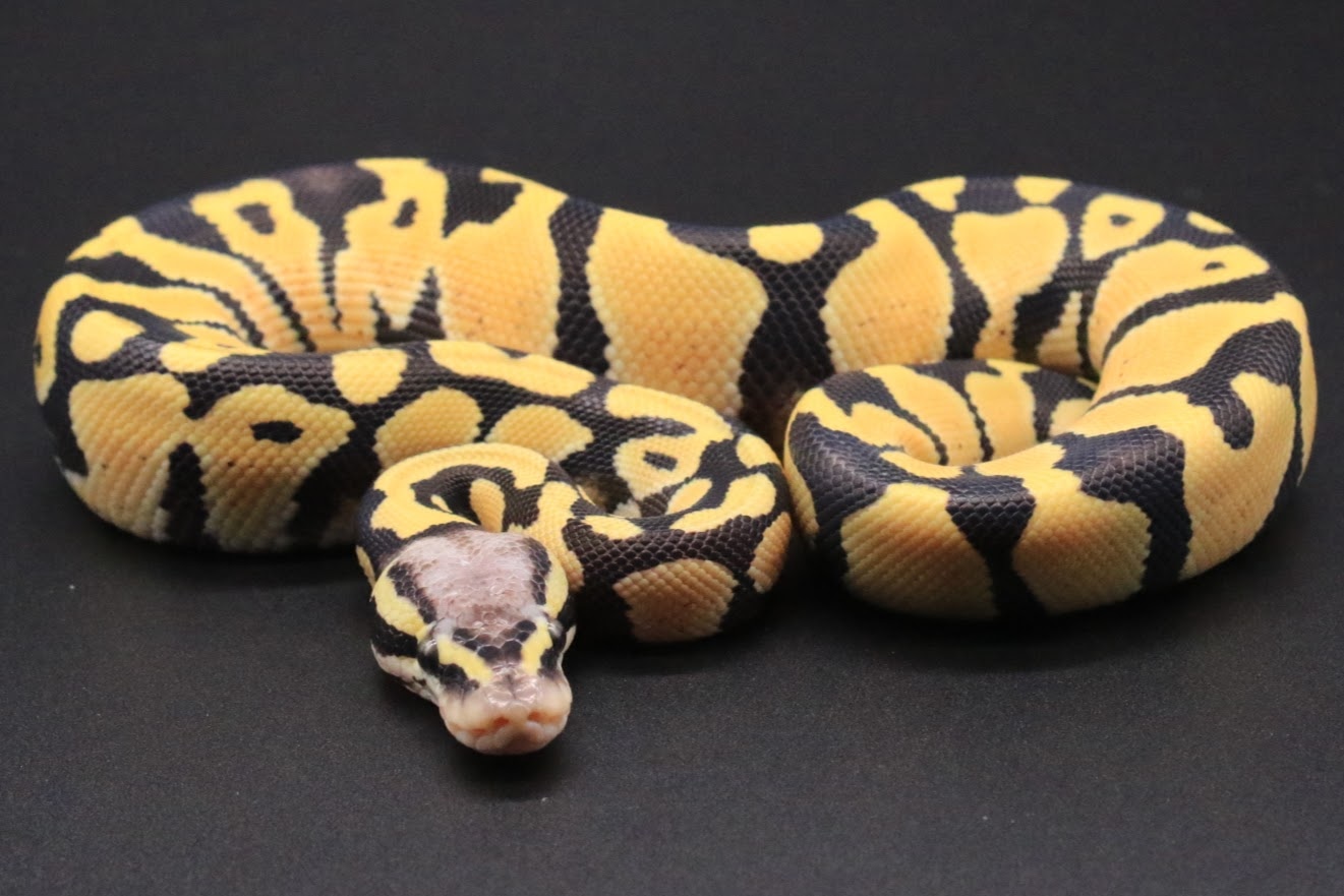 Pastel Desert Ghost 50% Caramel Albino Ball Python by Creation ...