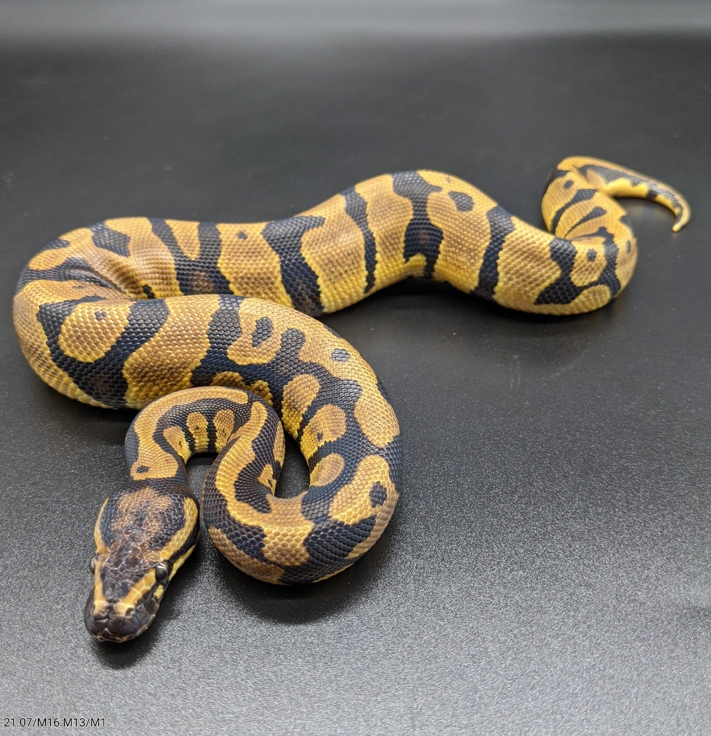 '21 Confusion Ball Python by Creation Collective - MorphMarket