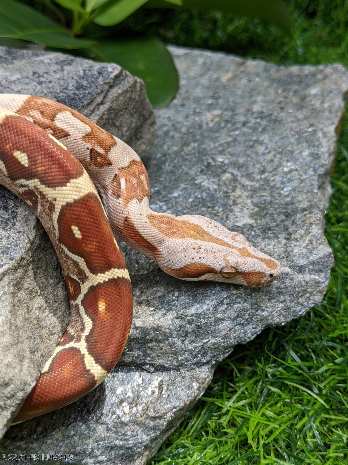 Purple Paradise Boa Constrictor by Creation Collective - MorphMarket