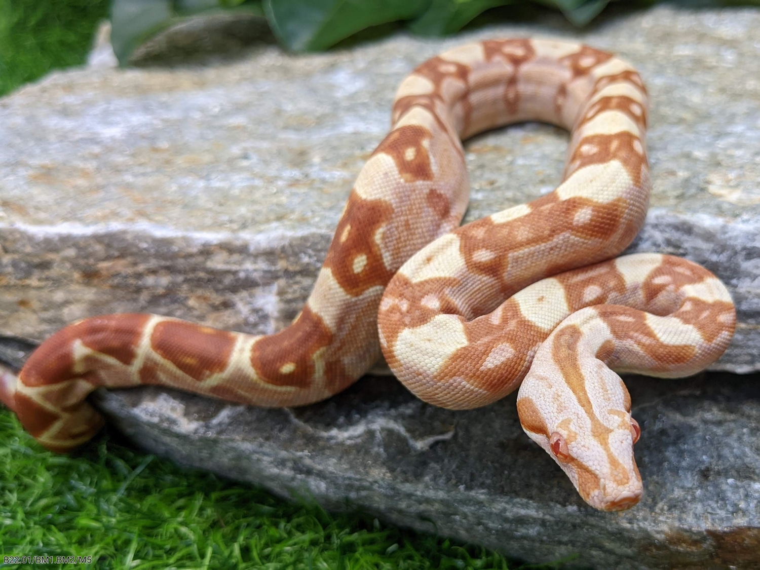 Purple Sunglow Boa Constrictor by Creation Collective - MorphMarket