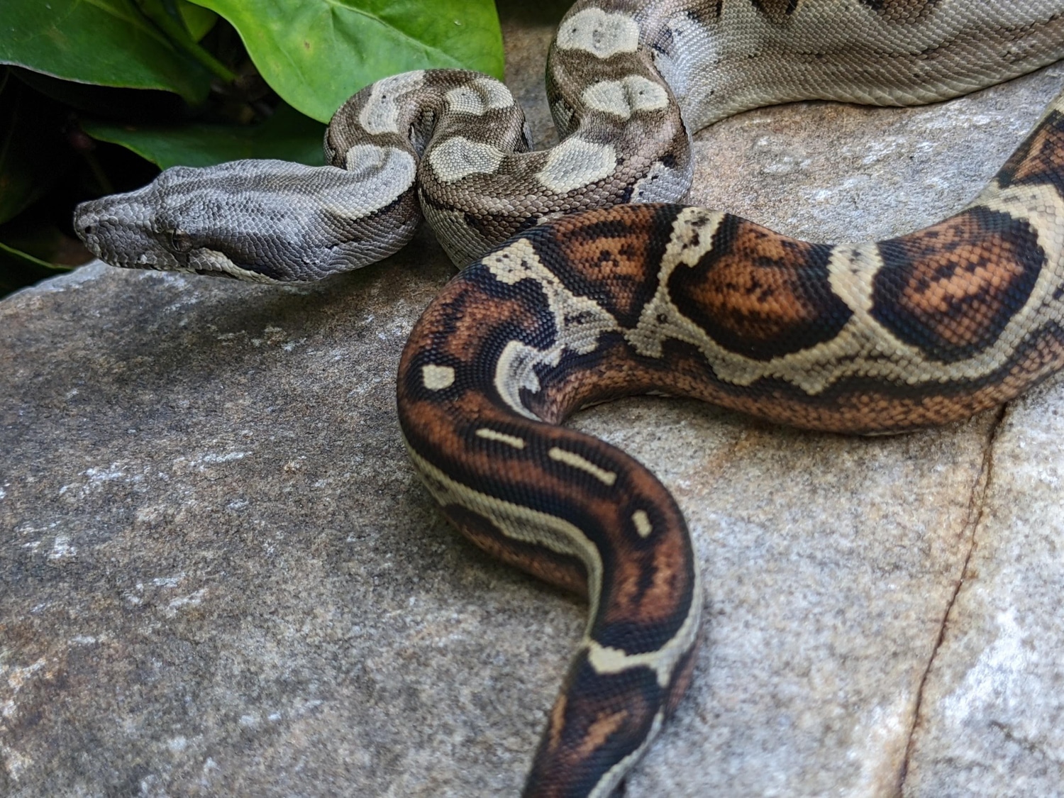 Motley Boa Constrictor by Creation Collective - MorphMarket