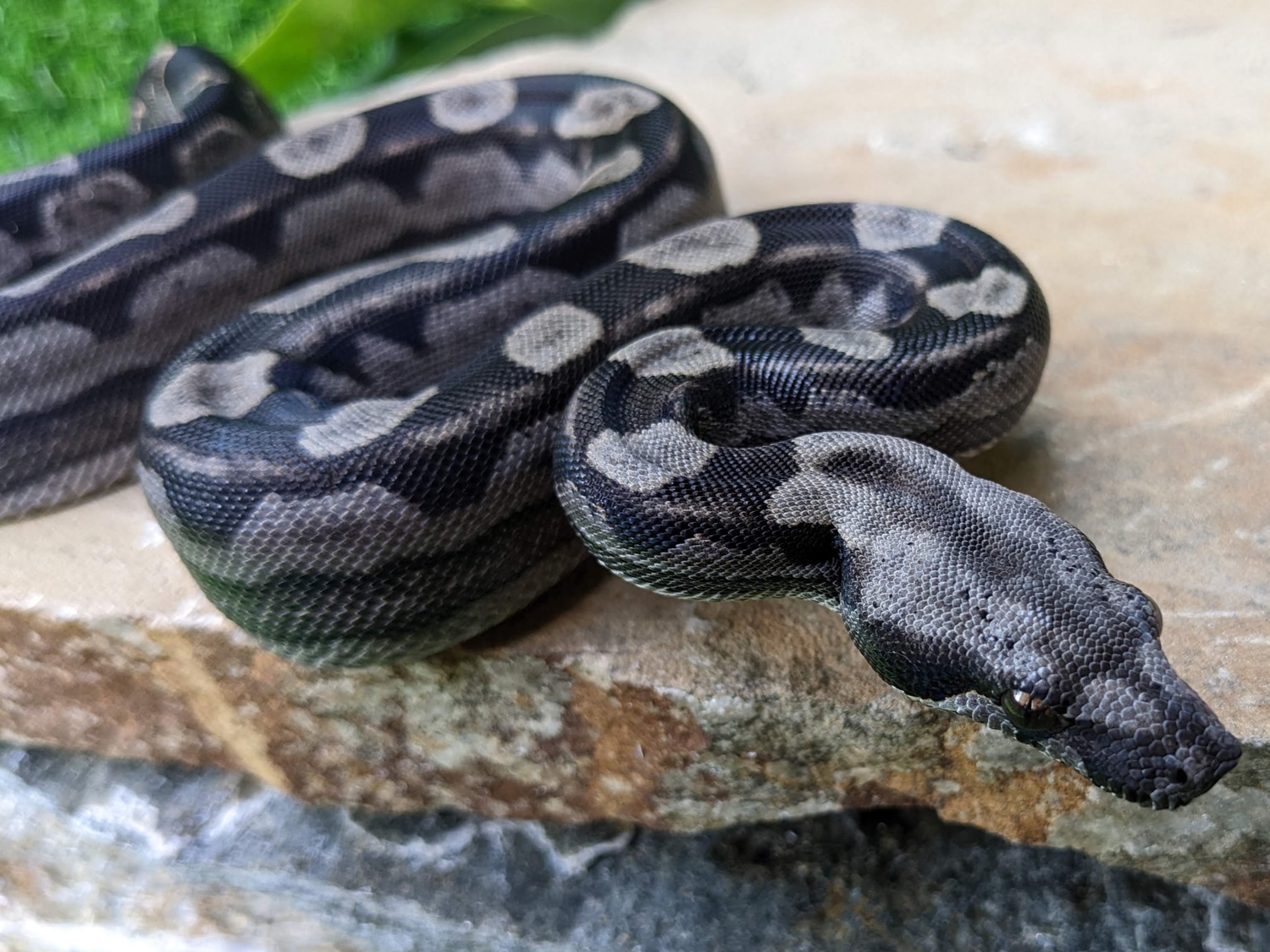 IMG Motley Boa Constrictor by Creation Collective - MorphMarket