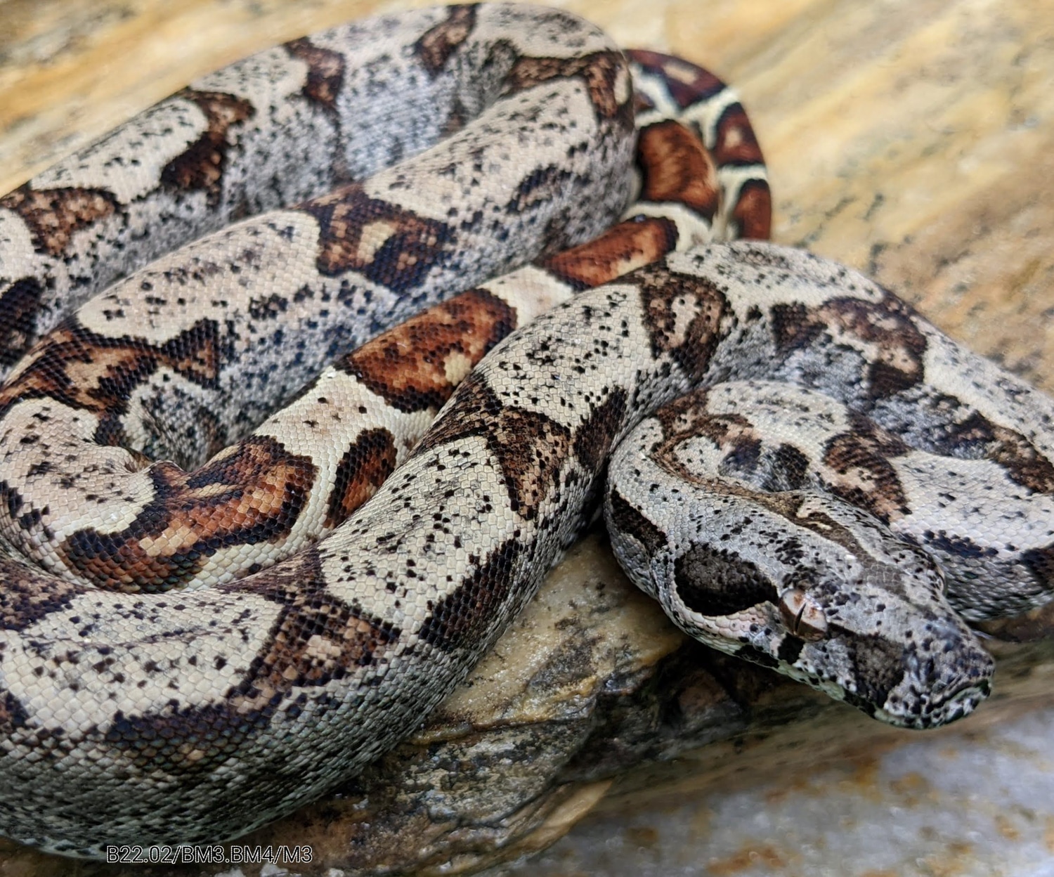 Hypo IMG Boa Constrictor by Creation Collective - MorphMarket