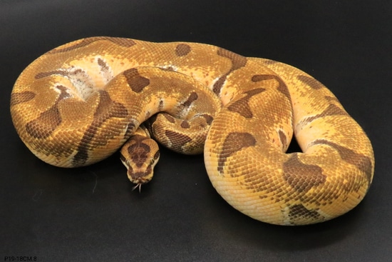 OD Super Enchi Ball Python by Creation Collective