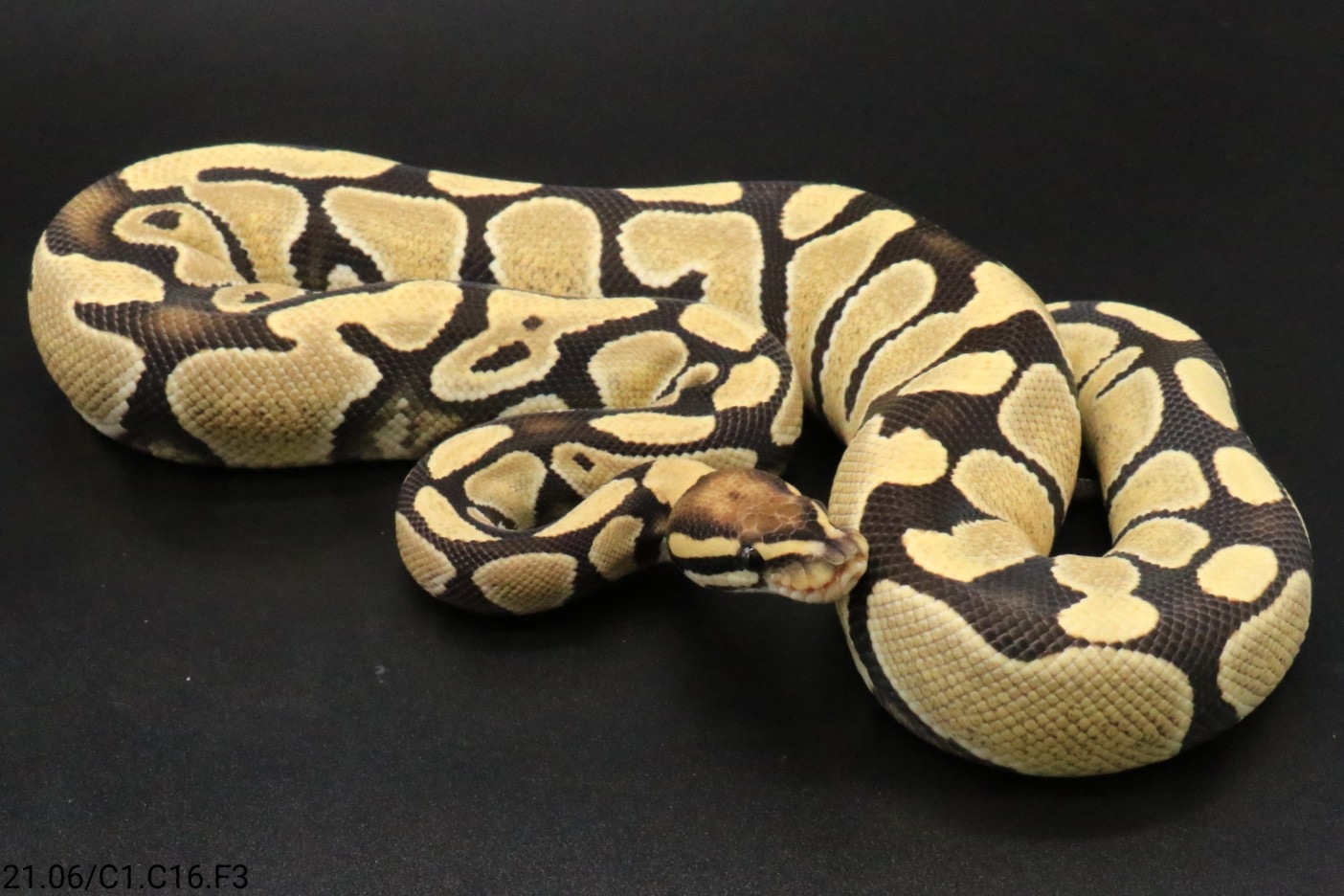 Female Desert Ghost Ball Python by Creation Collective - MorphMarket