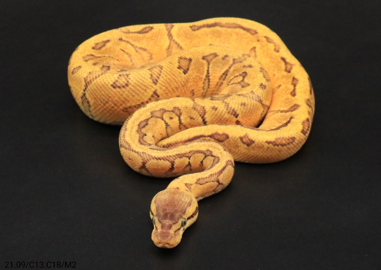 Het Hypo Enchi Pinstripe Yellow Belly Pastel Ball Python by Creation ...