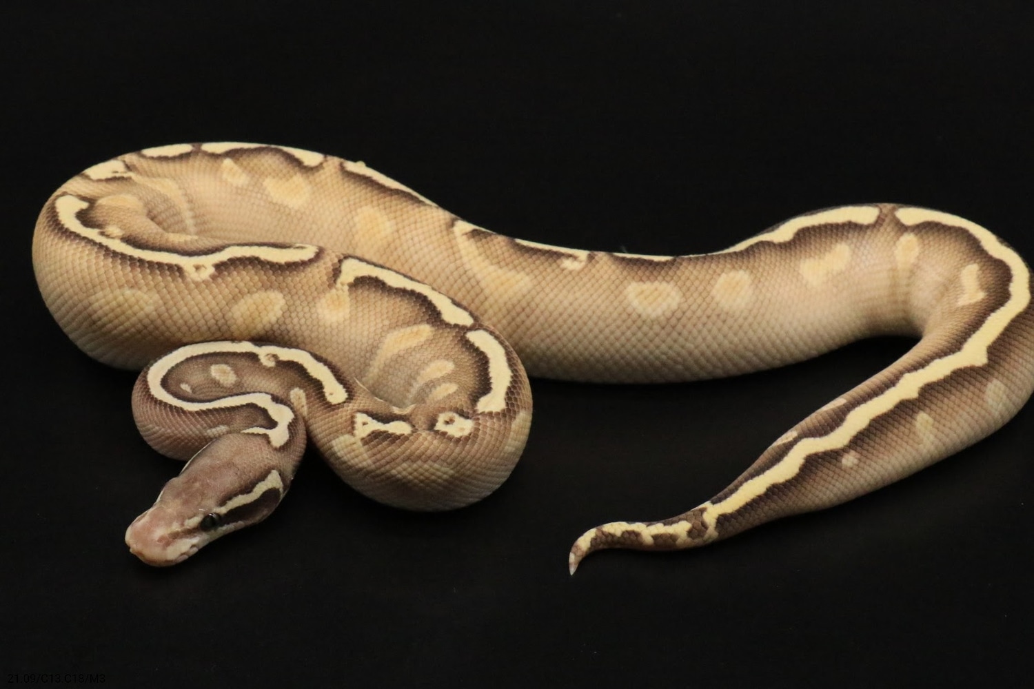 Pastel GHI Lesser Yellow Belly 100% Het Hypo Ball Python by Creation ...