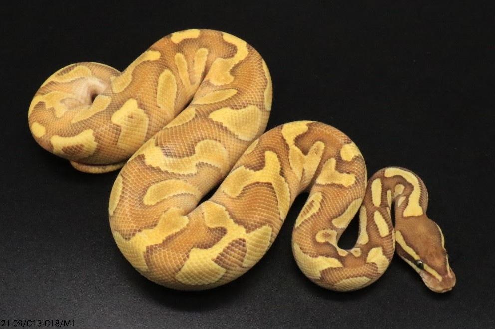 Het Hypo Lesser Enchi Yellow Belly Ball Python by Creation Collective ...
