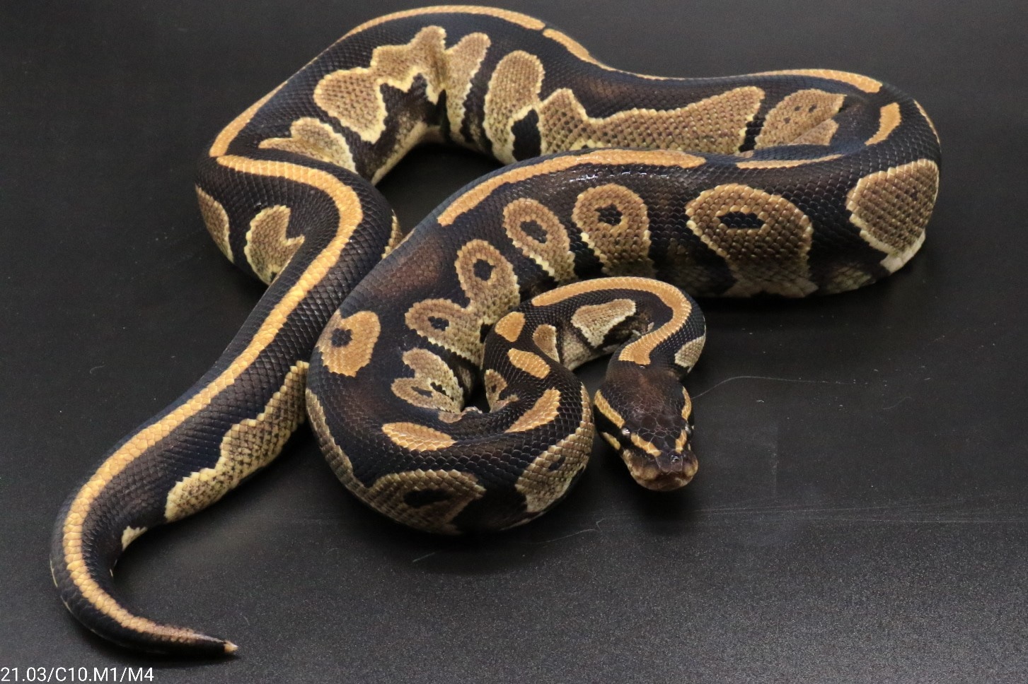 Black Head 100% Het Pied 50% Het VPI Axanthic 50% Het Hypo Ball Python ...