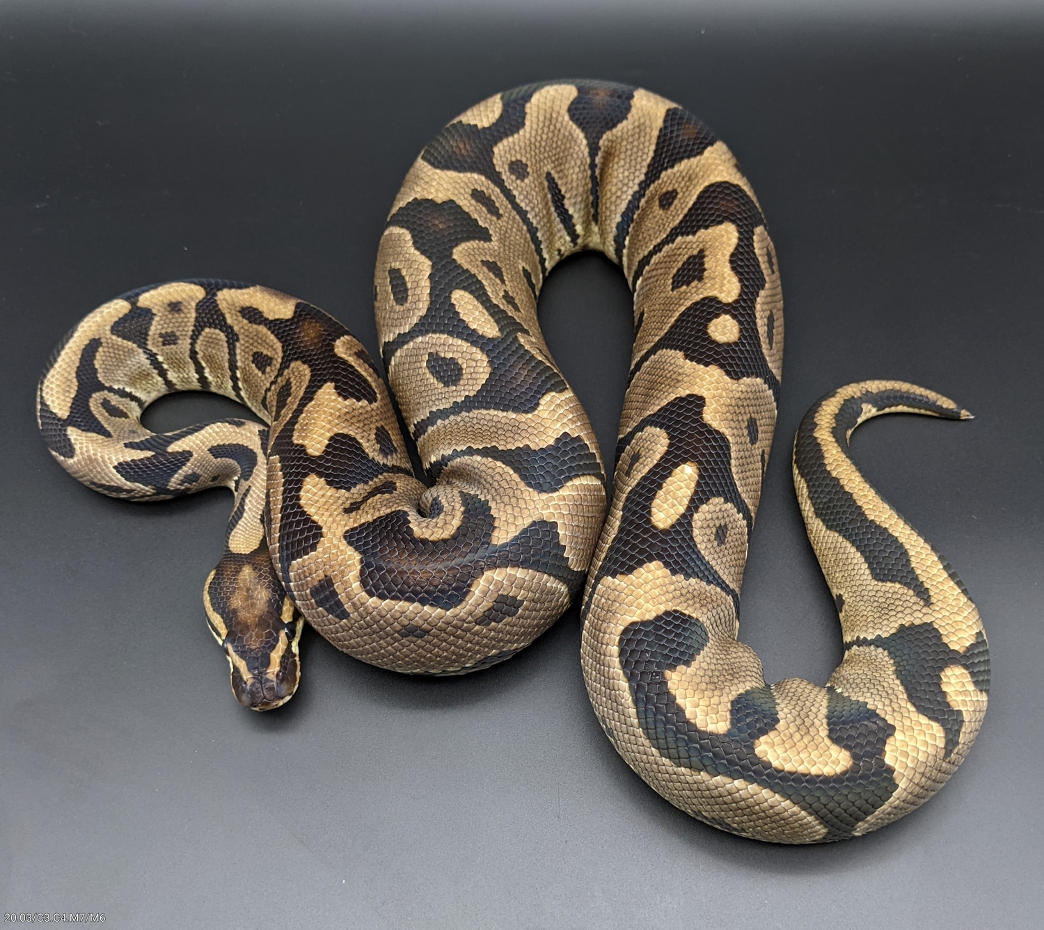 McKenzie Leopard Proven Breeder Ball Python by Creation Collective ...