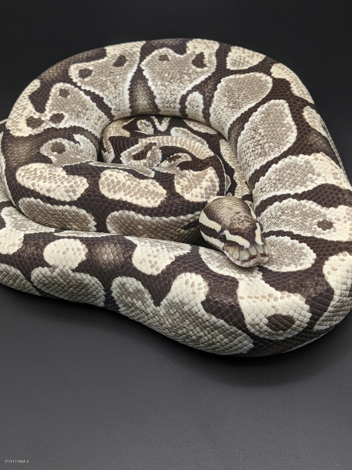 Desert Ghost Proven Breeder Ball Python by Creation Collective ...