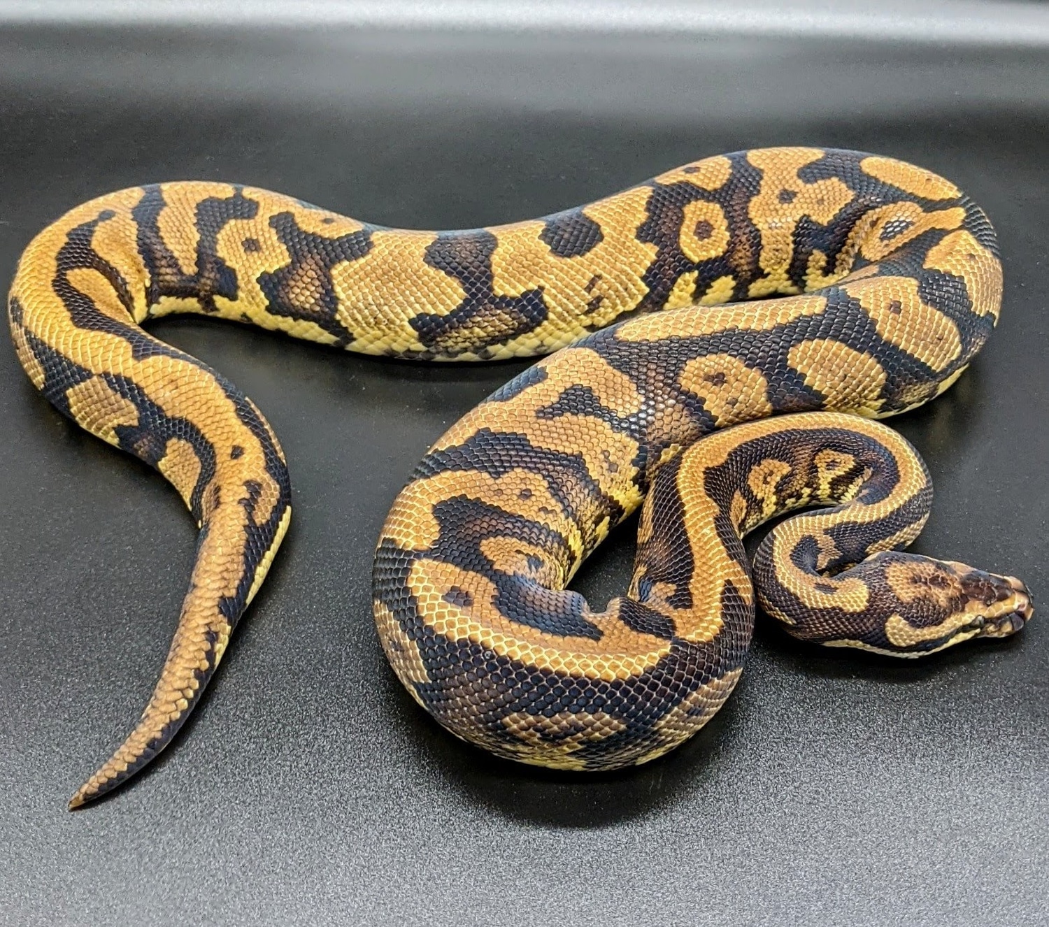 Confusion YB Proven Breeder Ball Python by Creation Collective ...
