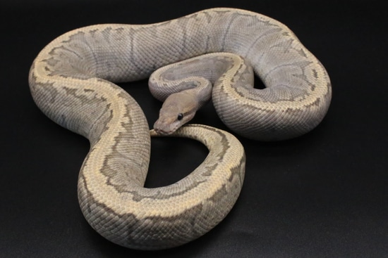 PROVEN Pin GHI Hypo Ball Python by Creation Collective