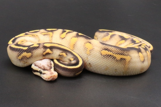 '23 Pastel Super Gravel Het Candy Ball Python by Creation Collective
