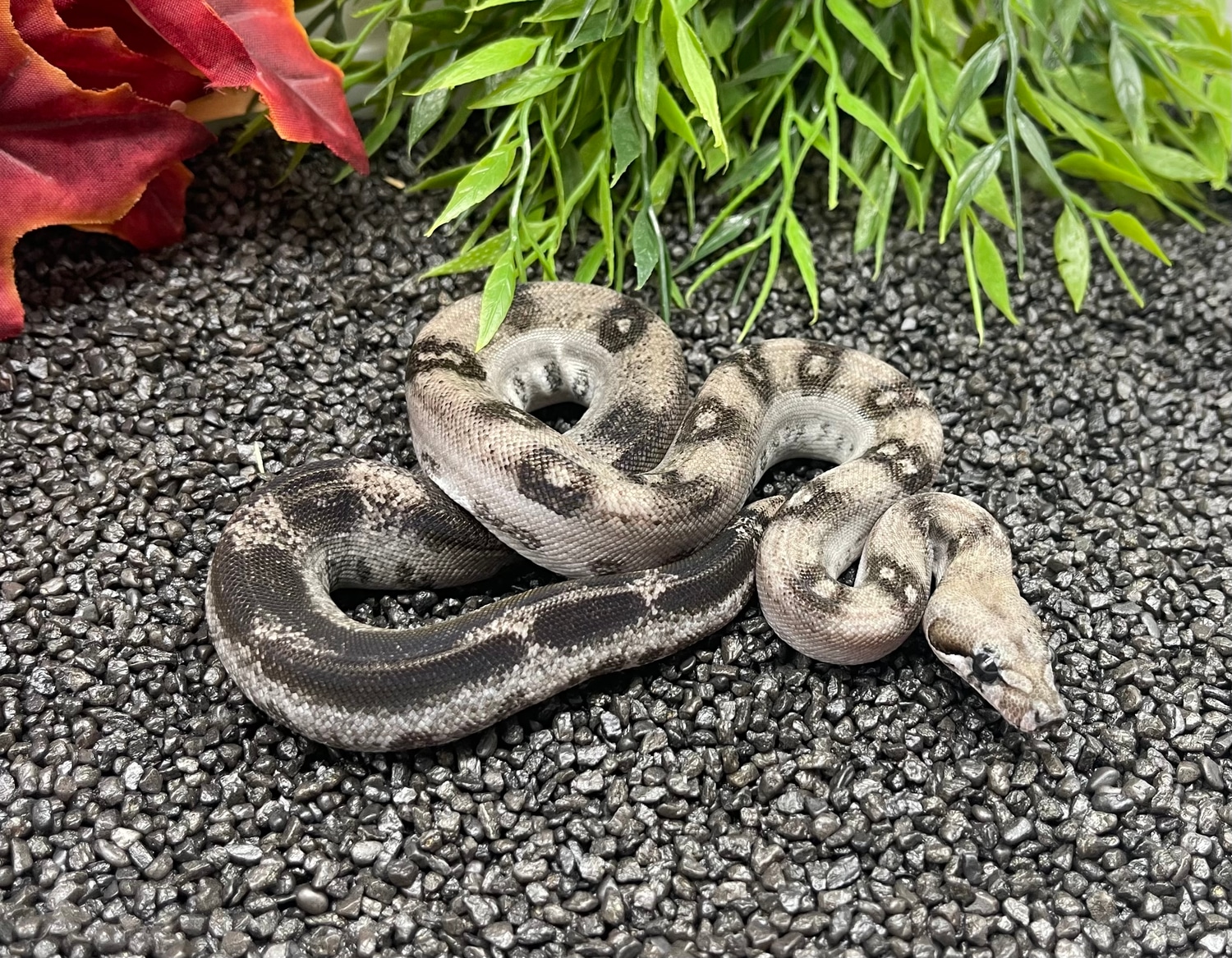 1.0 Anery Leopard Boa Constrictor by Starlight-Boas - MorphMarket