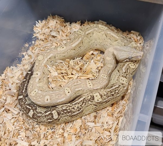 2020 Male VPI T+ Snow Aztec Pos Jungle Boa Constrictor by Boa Addicts