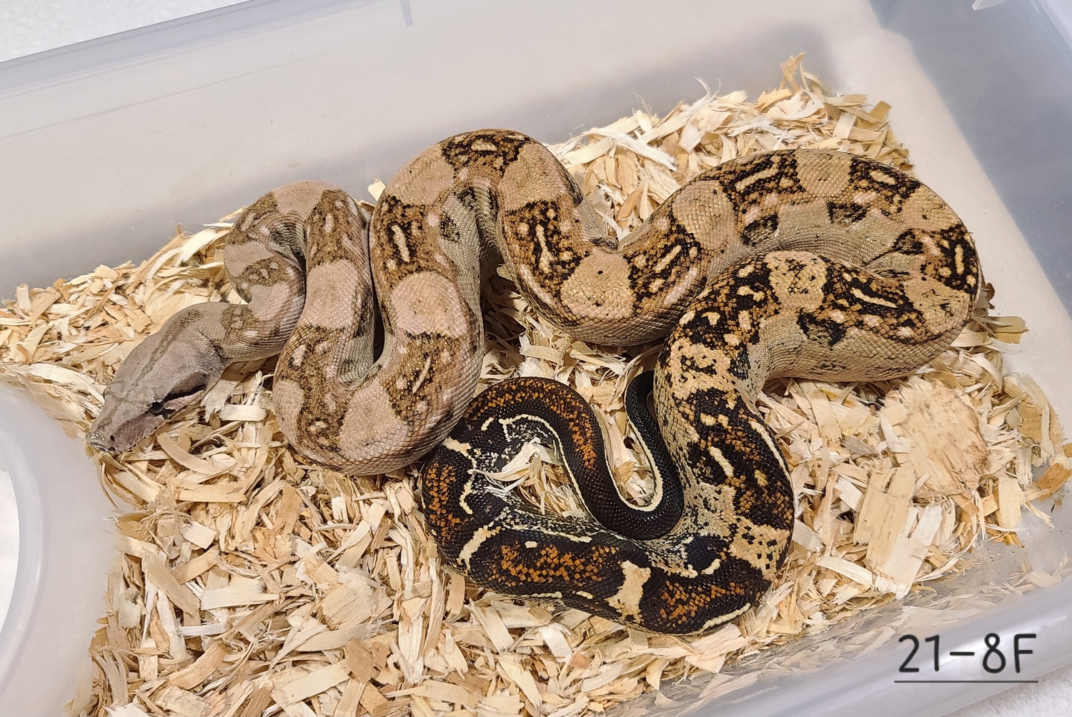 2021 RedRum Line Aztec 100% VPI T+ 50% Anery Female Boa Constrictor by ...