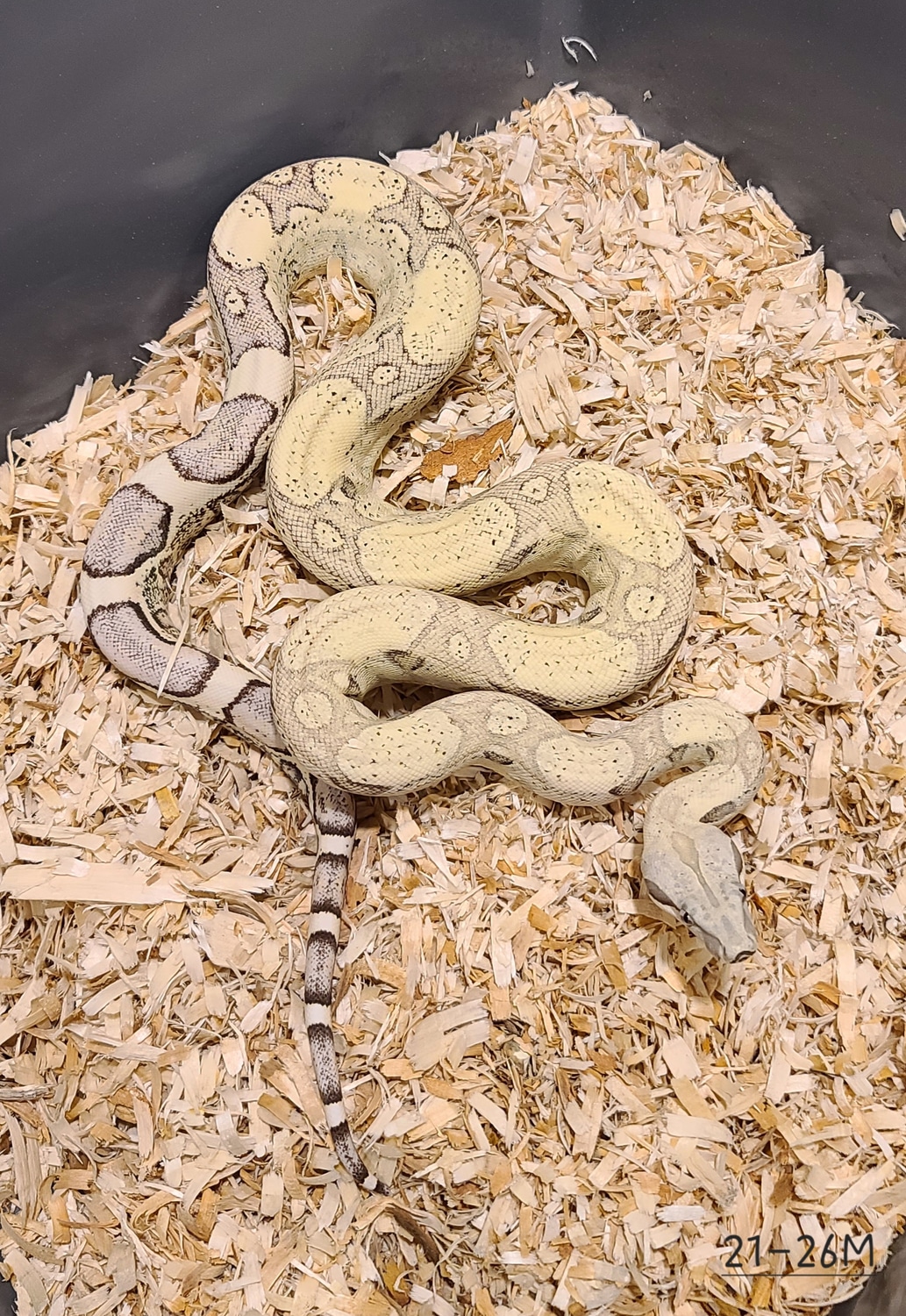 2021 VPI T+ Snow Jungle Male Boa Constrictor by Boa Addicts - MorphMarket
