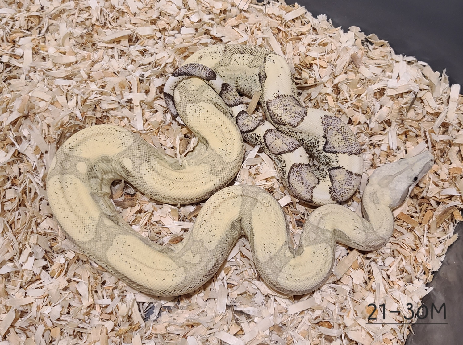 2021 VPI T+ Snow Jungle Male Boa Constrictor by Boa Addicts - MorphMarket