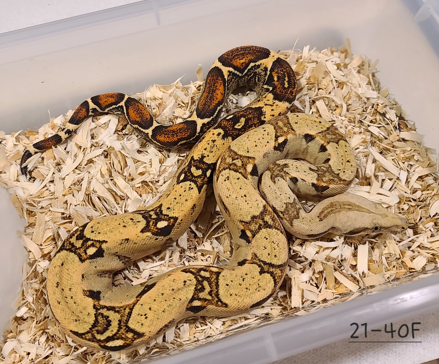 2021 RedRum Line VPI T+ Female Boa Constrictor by Boa Addicts - MorphMarket