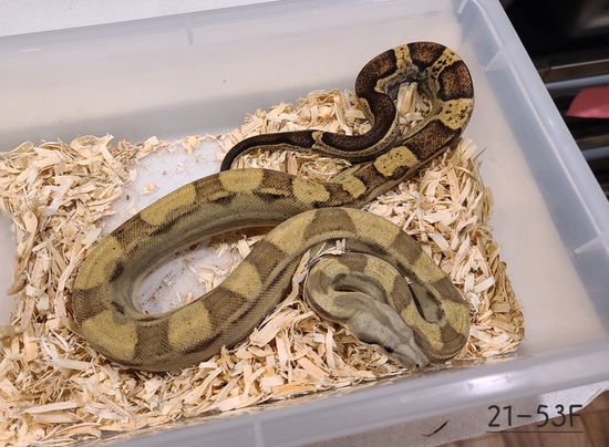 Jungle Motley 100% Kahl Blood Boa Constrictor by Boa Addicts