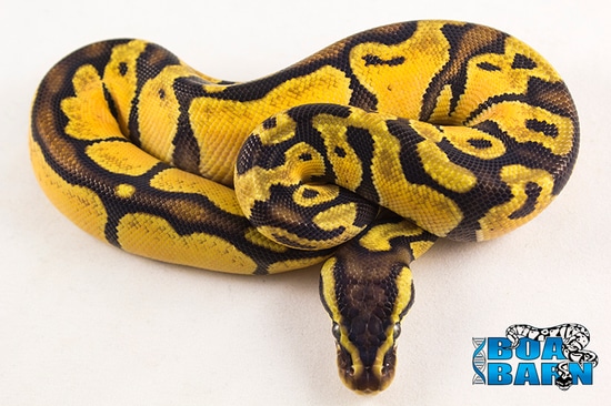 Pastel Blackhead Enchi Ball Python by The Boa Barn