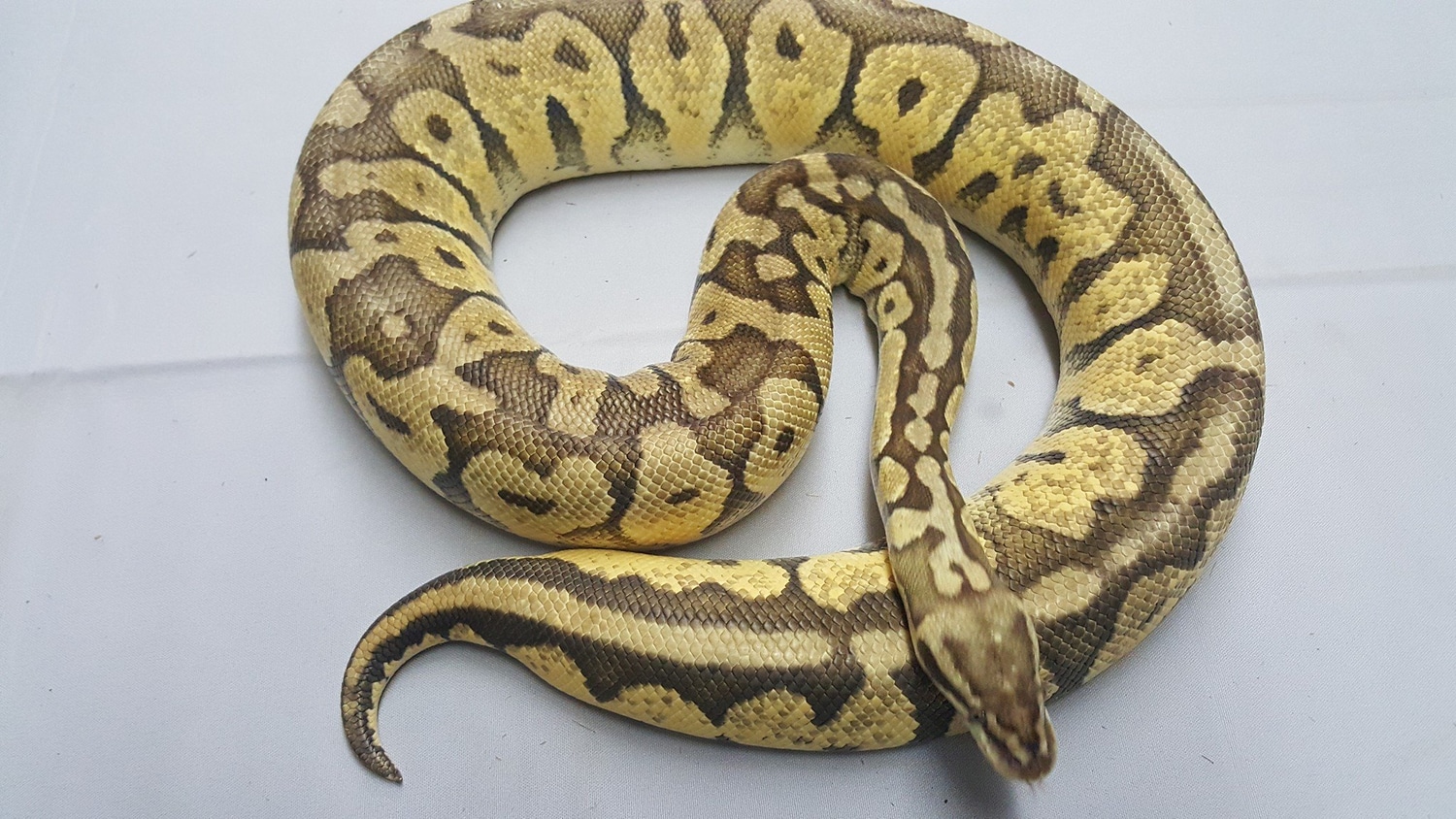 Super Pastel Ball Python by The Boa Barn - MorphMarket